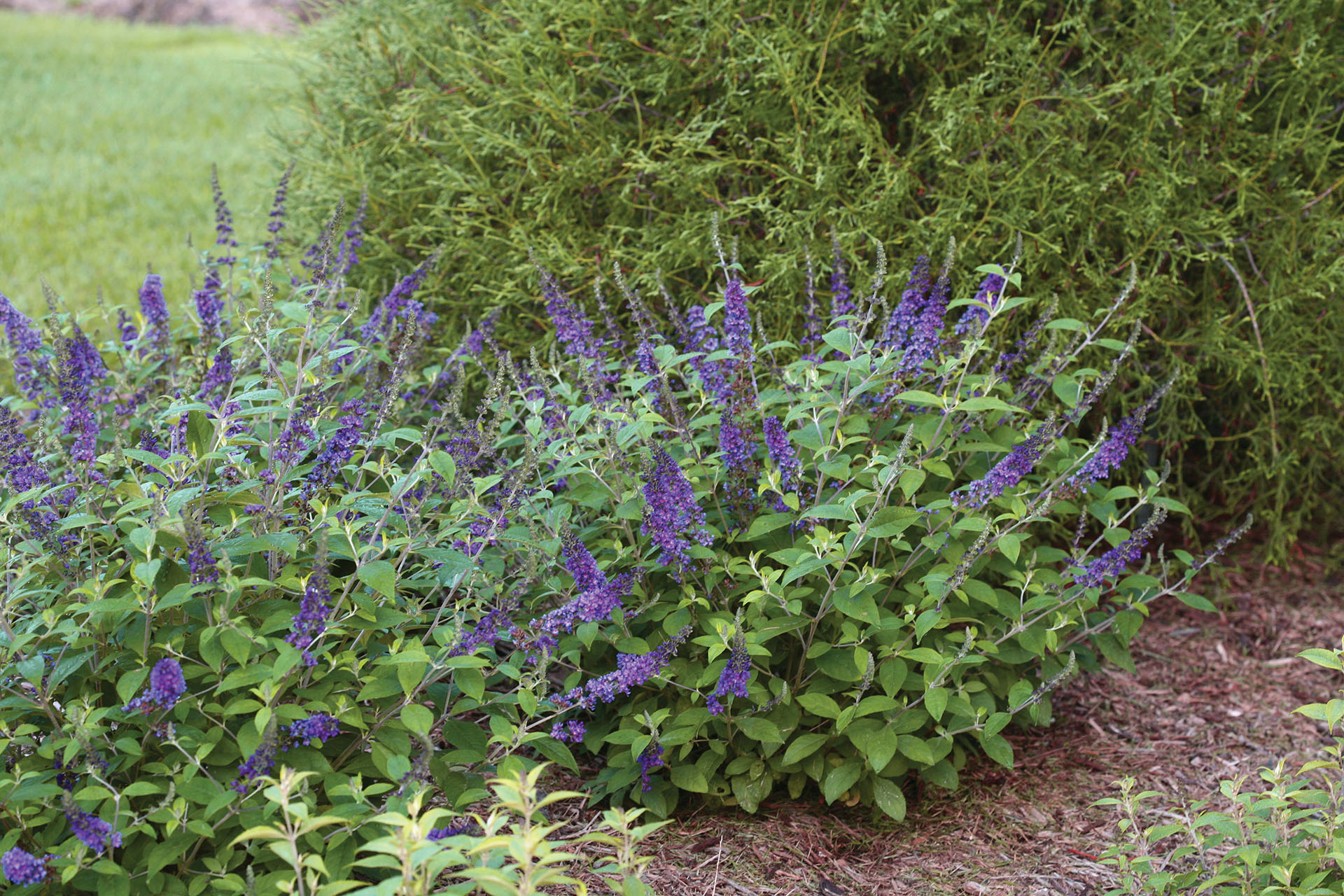 Plants | Proven Winners®