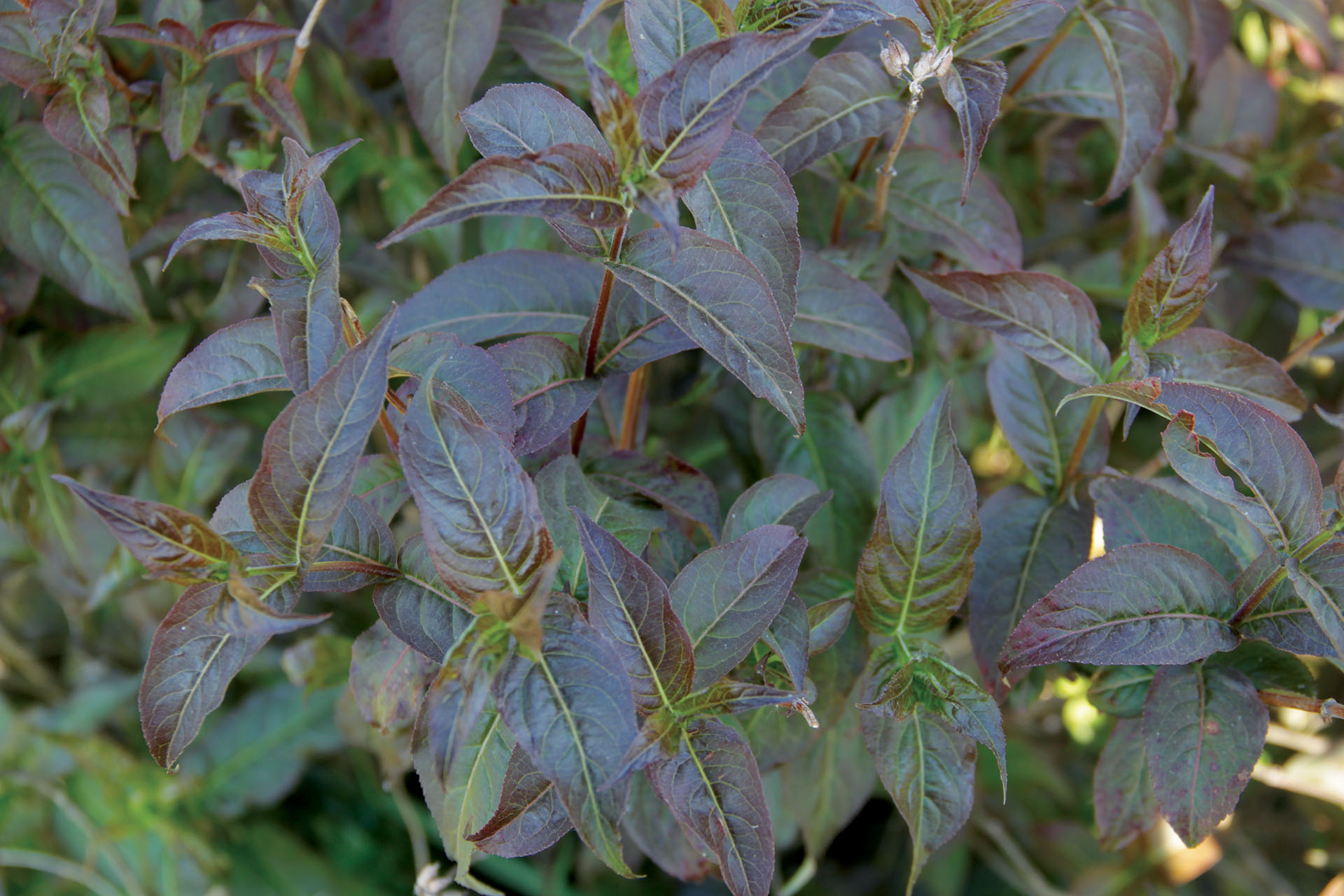 Diervilla, strong shrubs with colourful foliage and yellow flowers ...