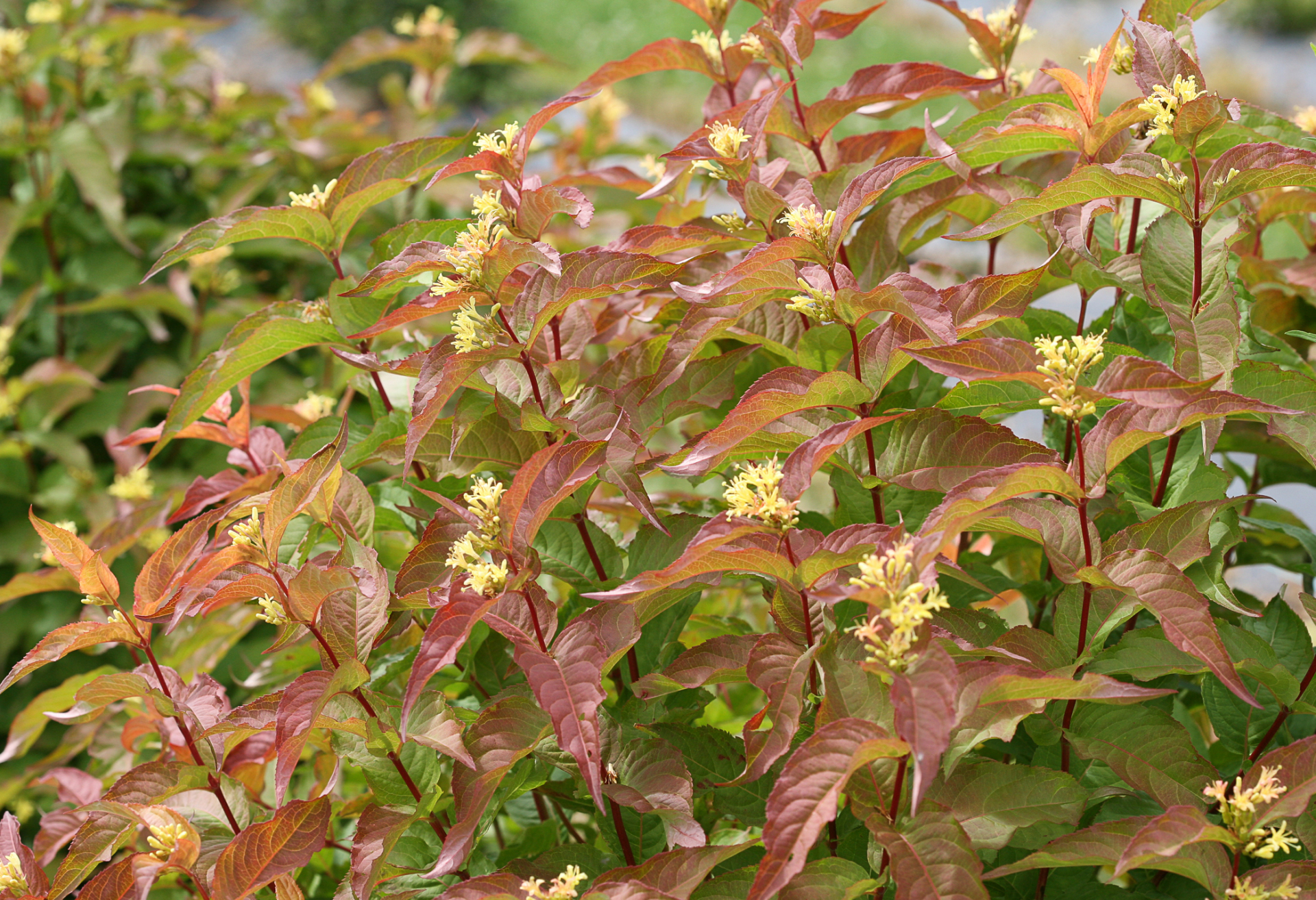 Diervilla, sterke heesters met kleurrijk blad en gele bloemen. | Proven ...