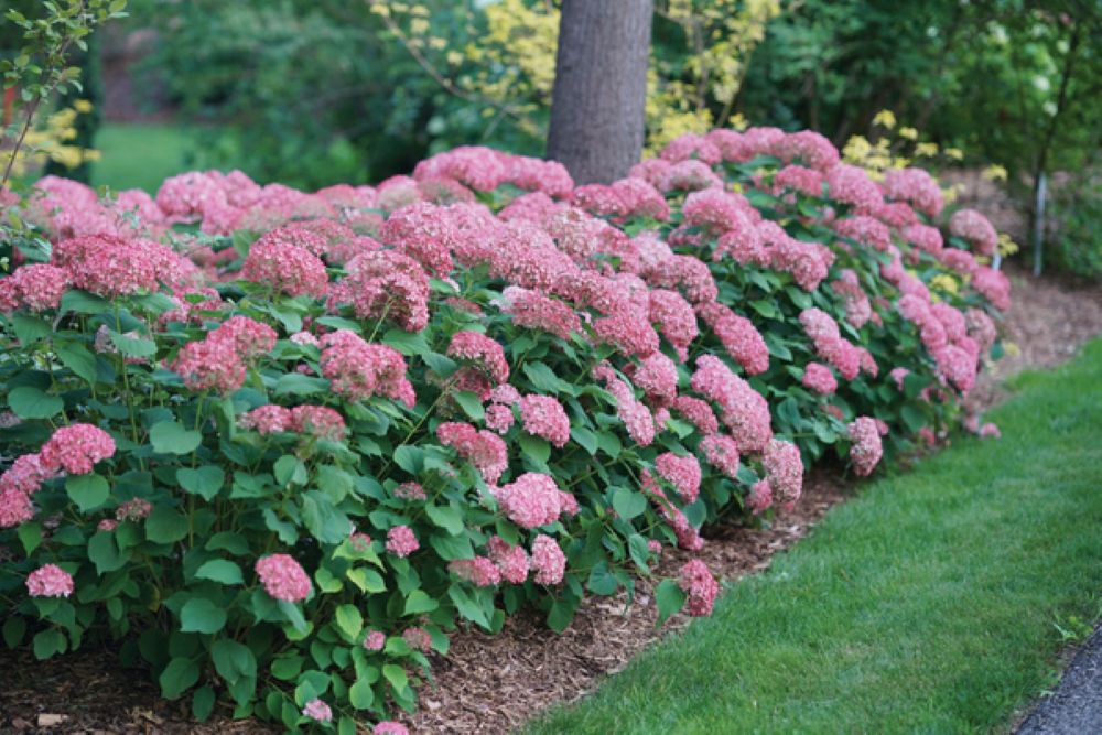 hydrangea annabelle pink