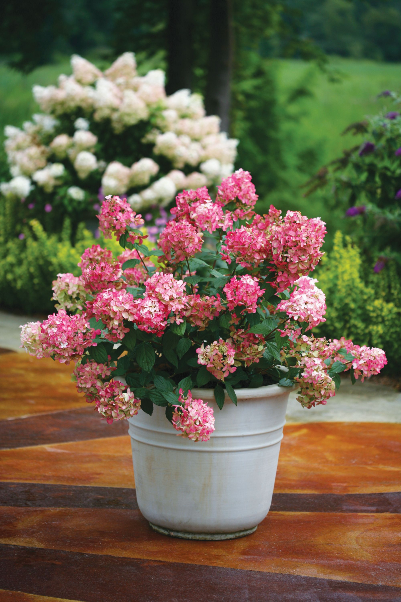 hydrangea pink light