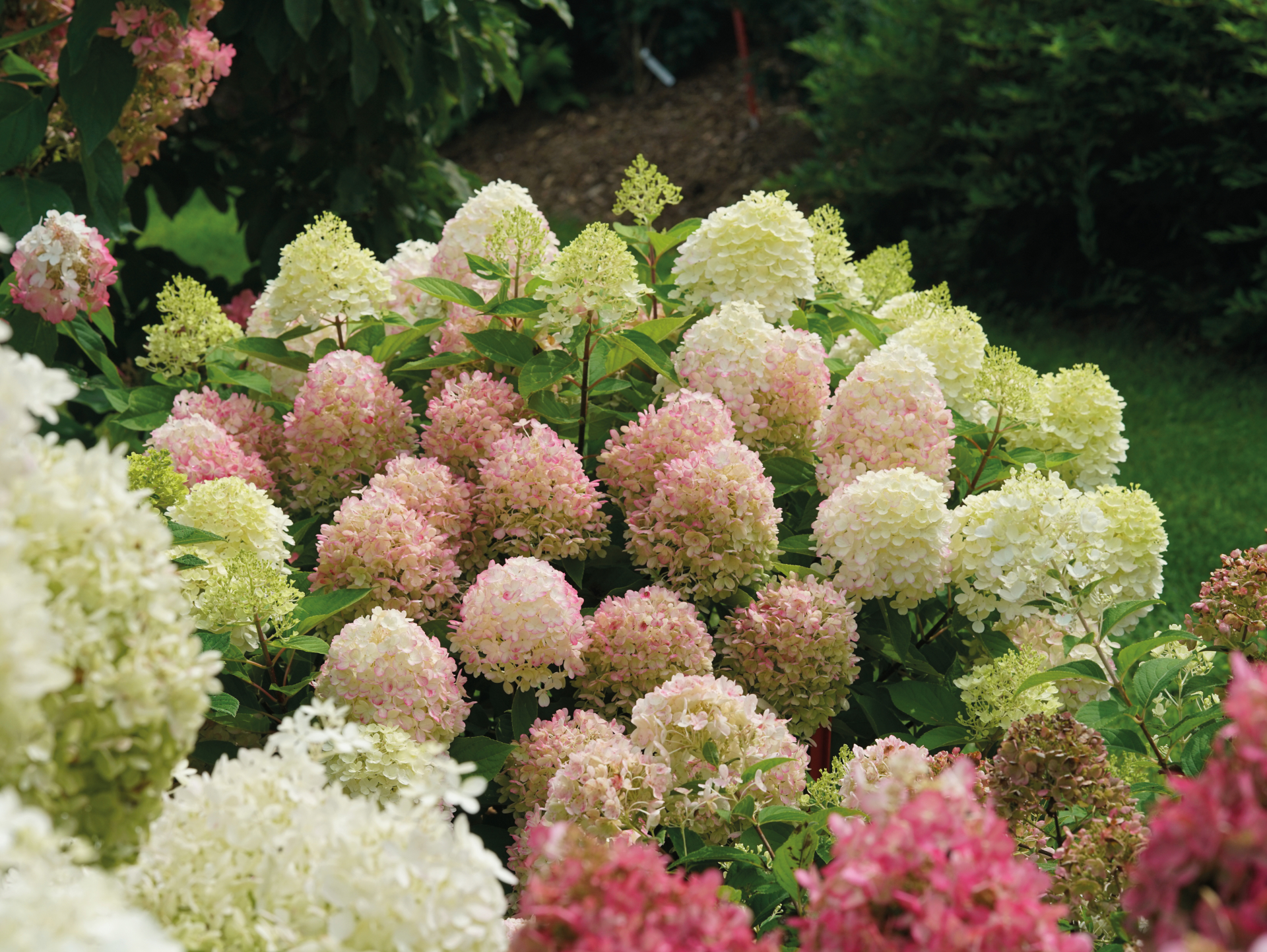 Buy hydrangeas – richly flowering varieties | Proven Winners® | Proven ...