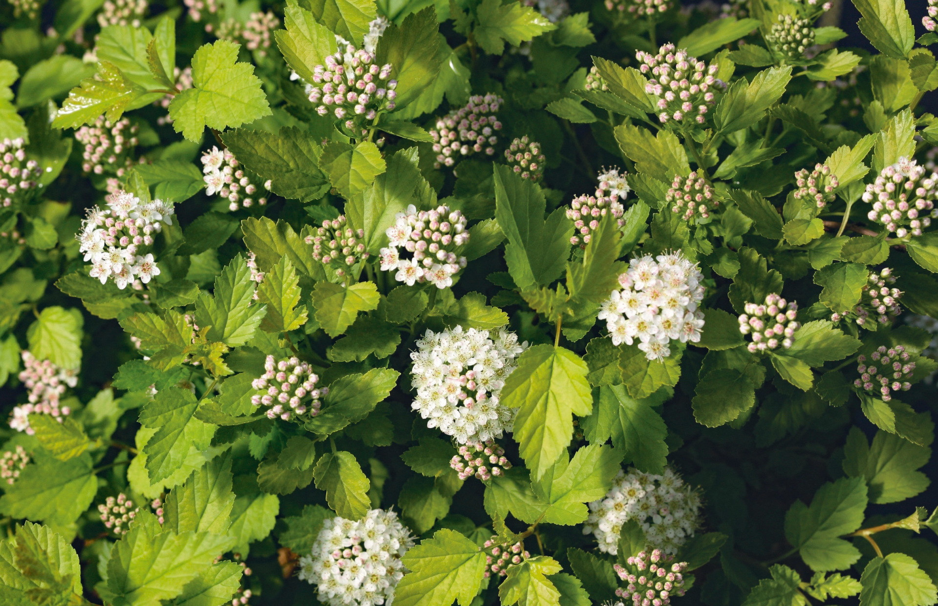Physocarpus (Ninebark) – colourful shrub with foliage and flowers ...