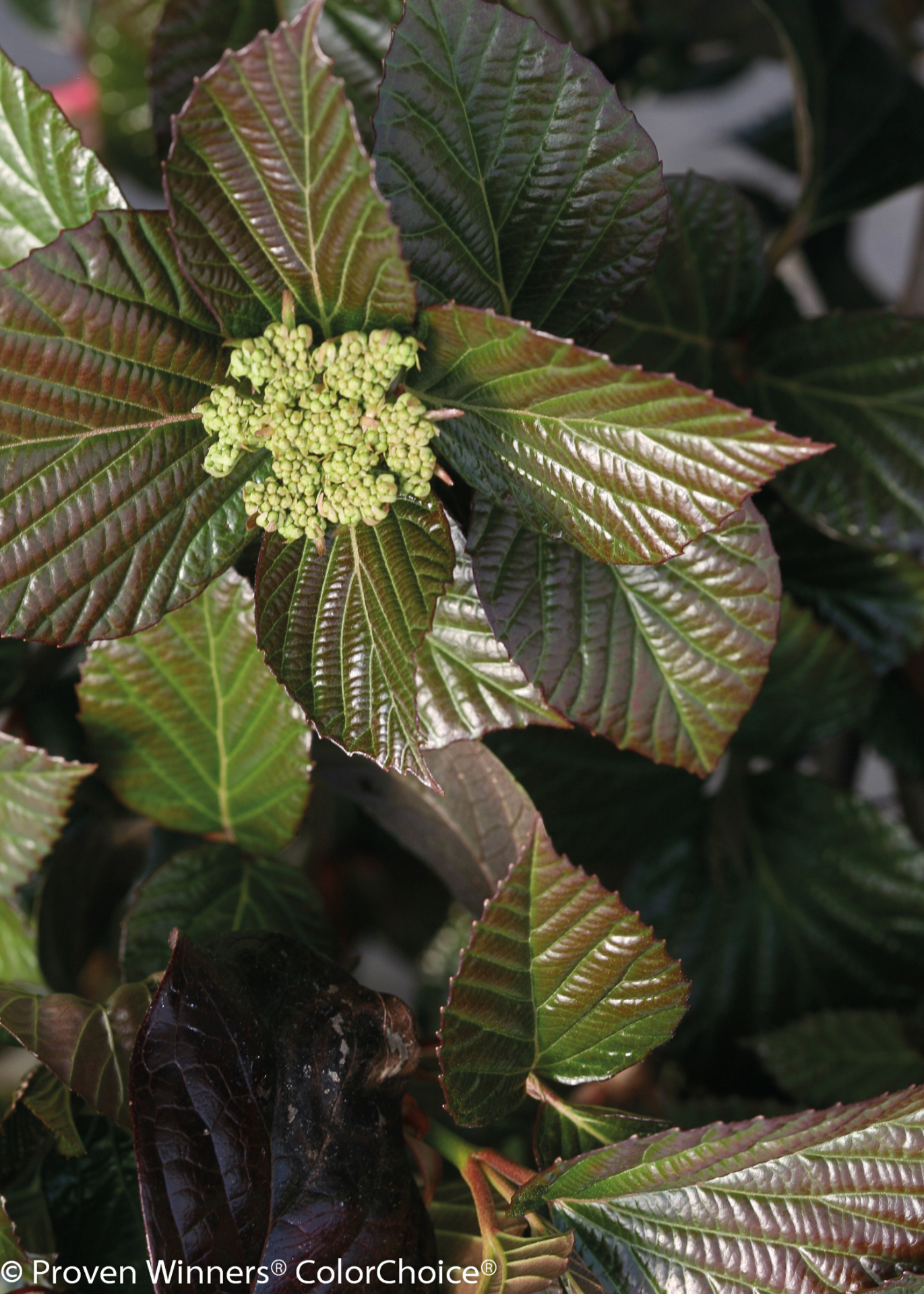 Viburnum – four-season shrub with flowers, leaves and berries | Proven ...