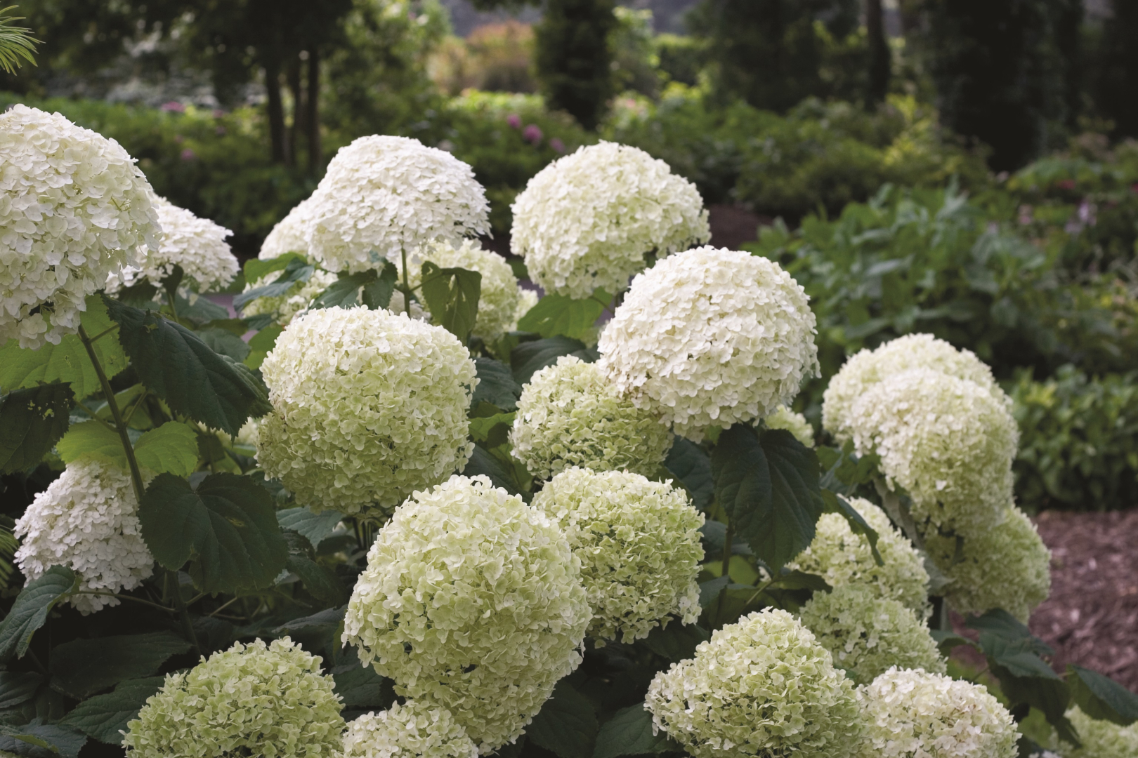 The perfect Hydrangea for your garden | Proven Winners®