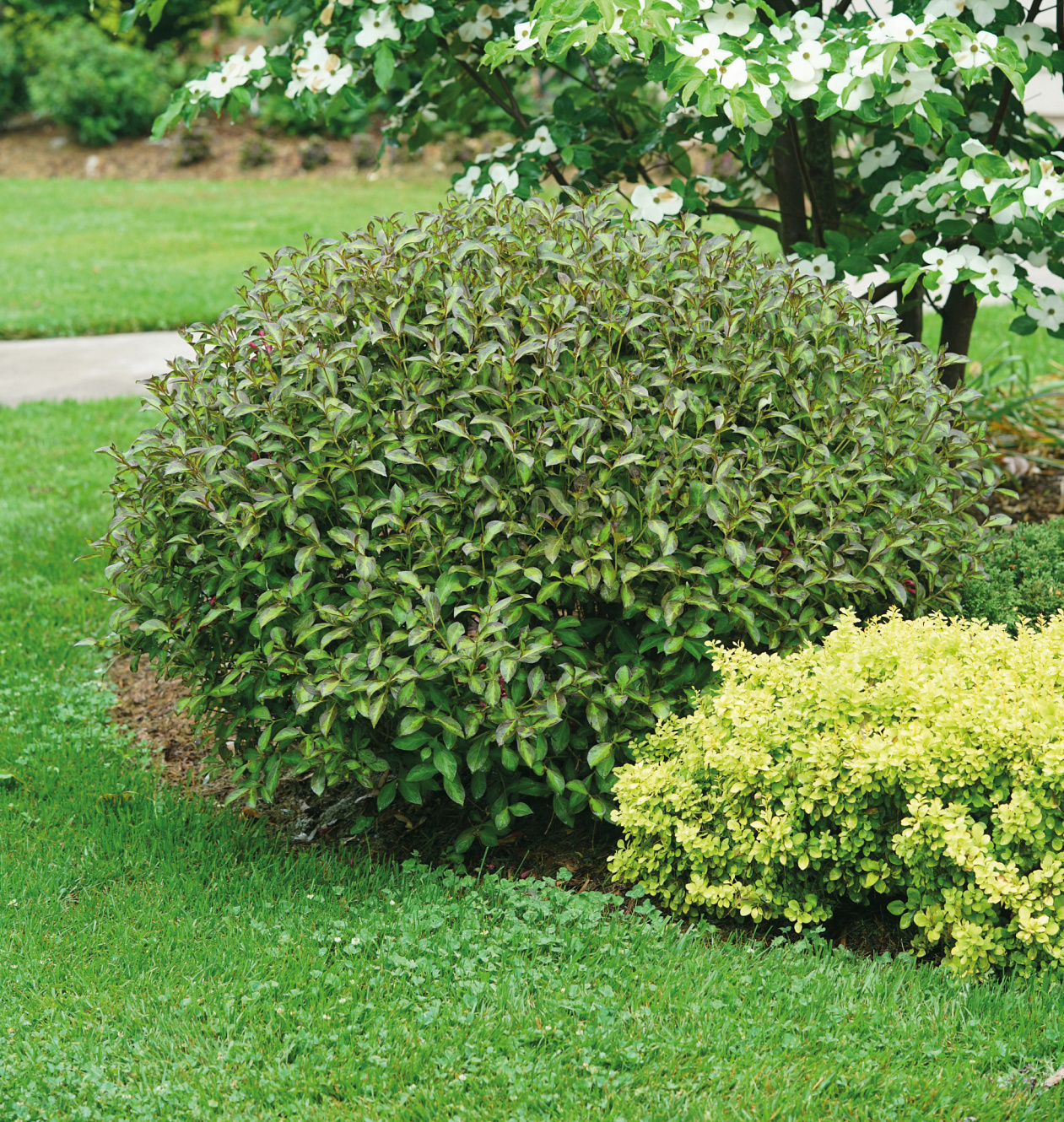 Fólias Verde® | Proven Winners®