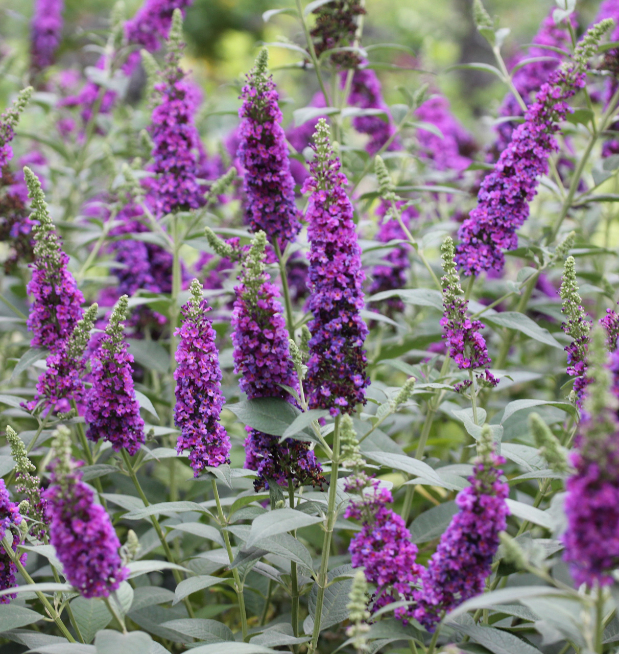 Miss Violet | Proven Winners®