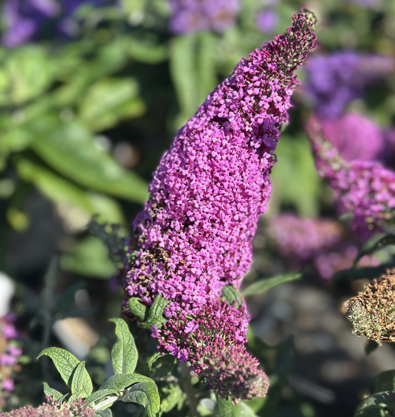 Pugster® Pinker | Proven Winners®