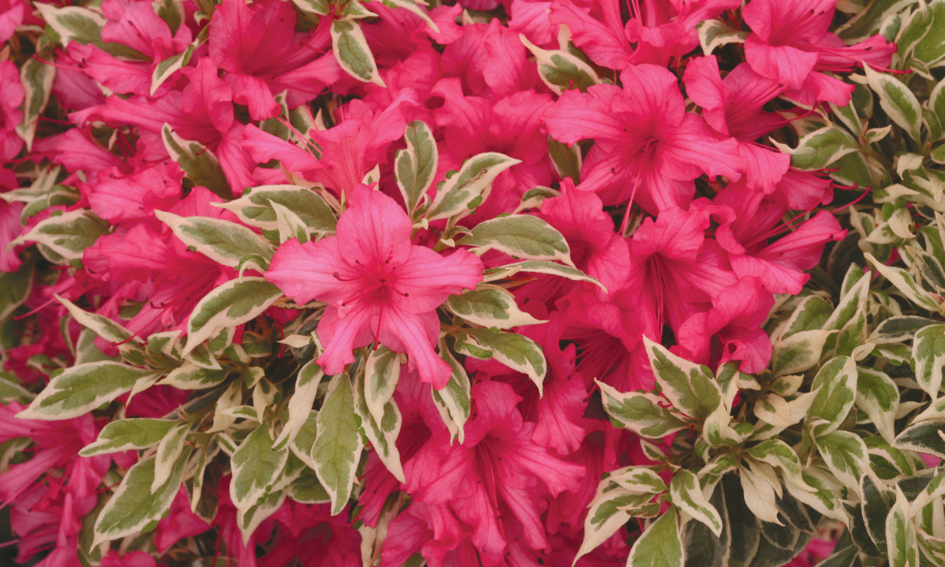 Rhododendron – evergreen flowering power for (partial) shade | Proven ...