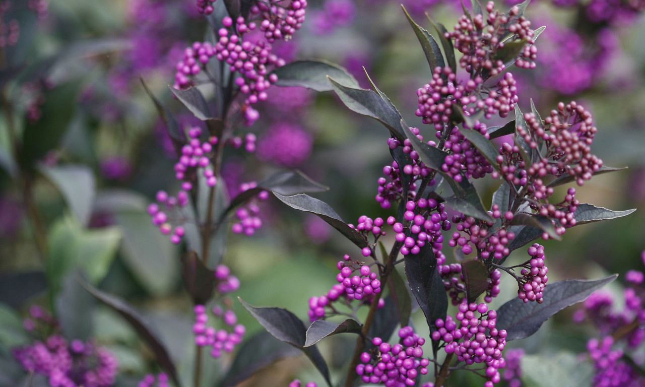 Callicarpa – shrub with enchanting purple berries in autumn | Proven ...