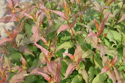 Kodiak® Red Kodiak® Red L | Proven Winners®