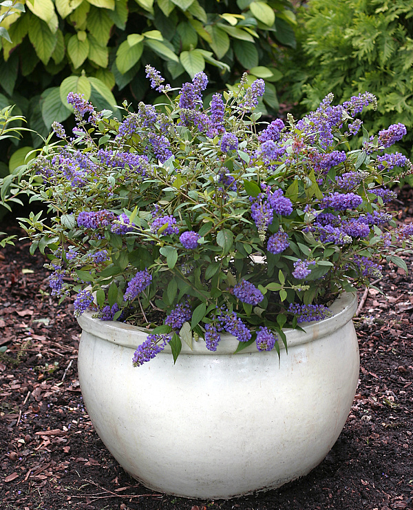 Plants | Proven Winners®