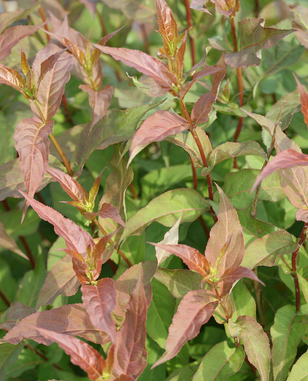 Diervilla, strong shrubs with colourful foliage and yellow flowers ...