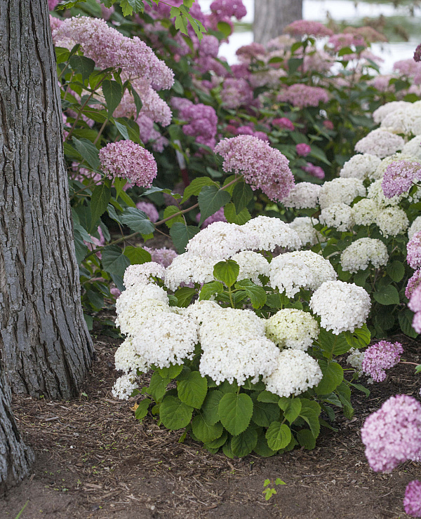 Buy hydrangeas – richly flowering varieties | Proven Winners® | Proven ...