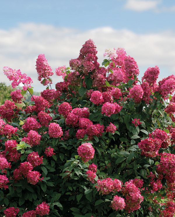 Buy hydrangeas – richly flowering varieties | Proven Winners® | Proven ...
