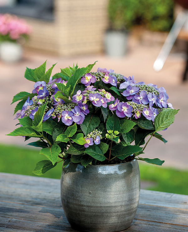 Buy hydrangeas – richly flowering varieties | Proven Winners® | Proven ...