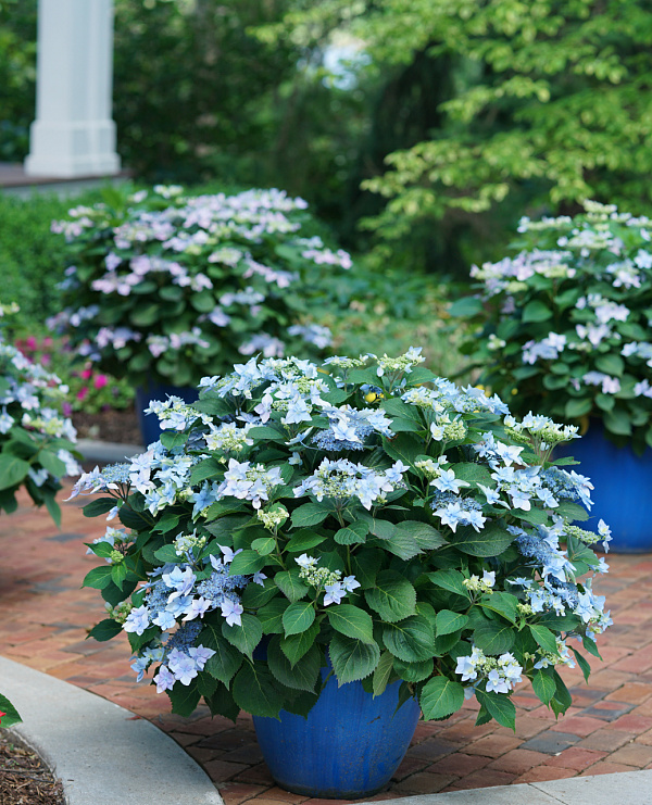 Buy hydrangeas – richly flowering varieties | Proven Winners® | Proven ...