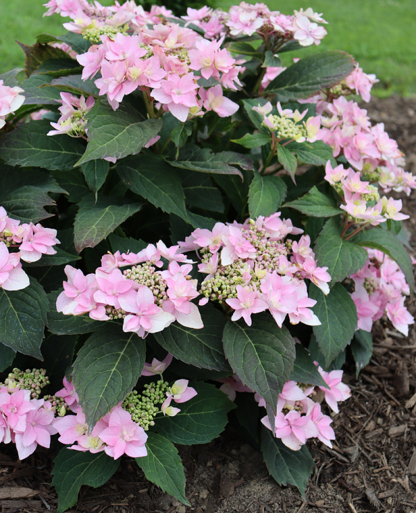 Buy hydrangeas – richly flowering varieties | Proven Winners® | Proven ...