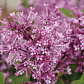 Syringa | Proven Winners®